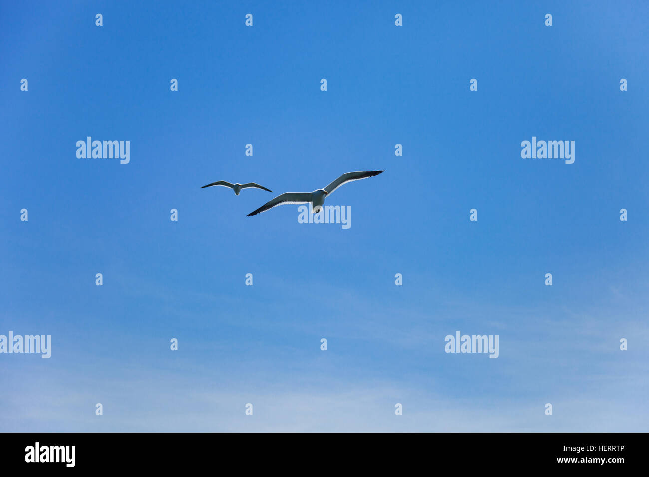 two seagulls flying high in the blue air, waving their wings over the ...
