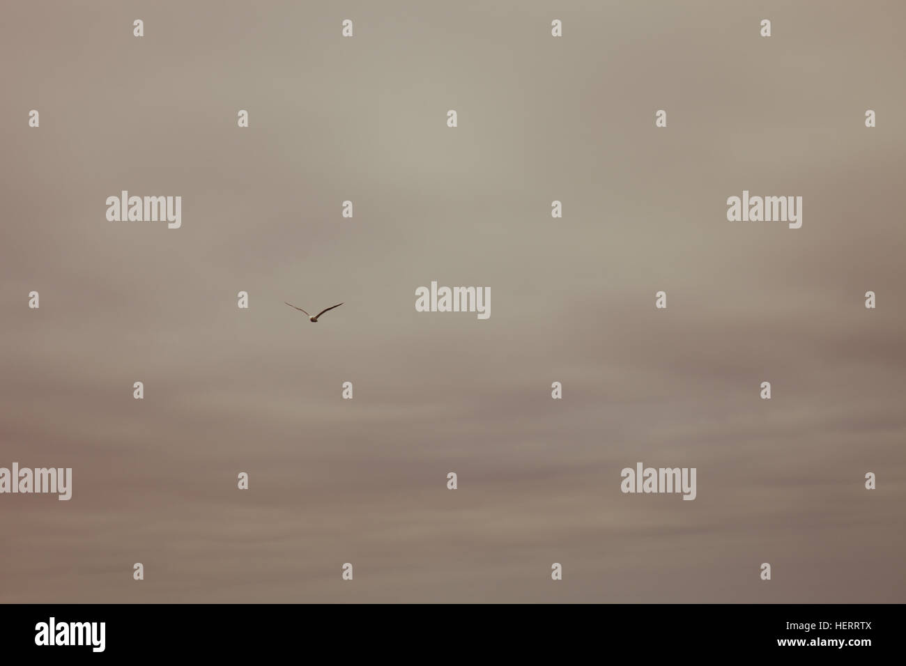 seagulls flying high in the blue air, waving their wings over the ...