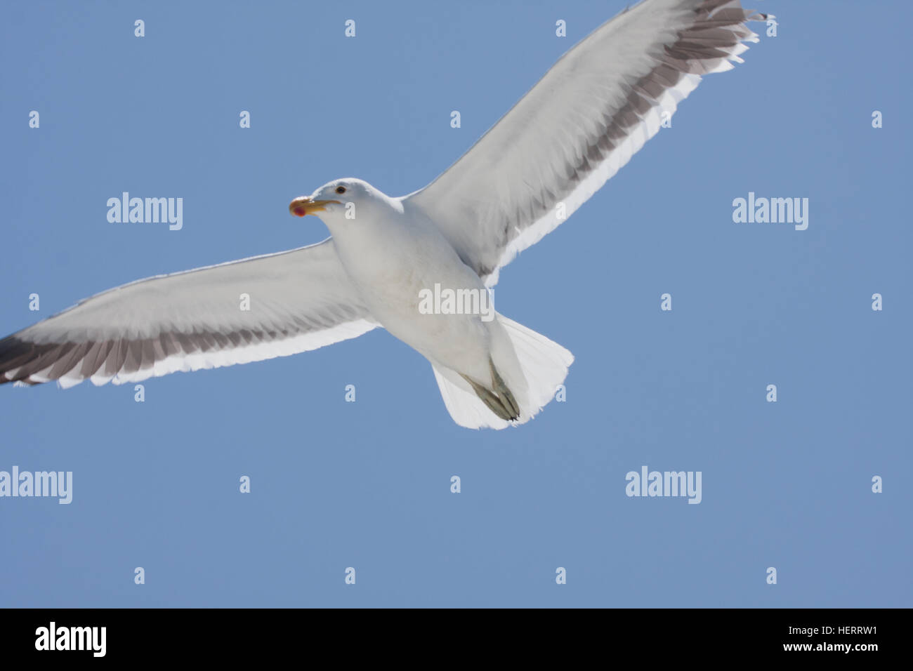 seagulls flying high in the blue air, waving their wings over the ...
