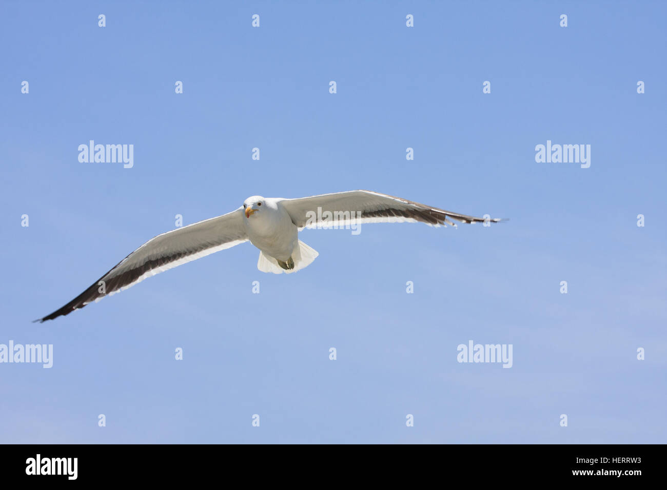 seagulls flying high in the blue air, waving their wings over the ...