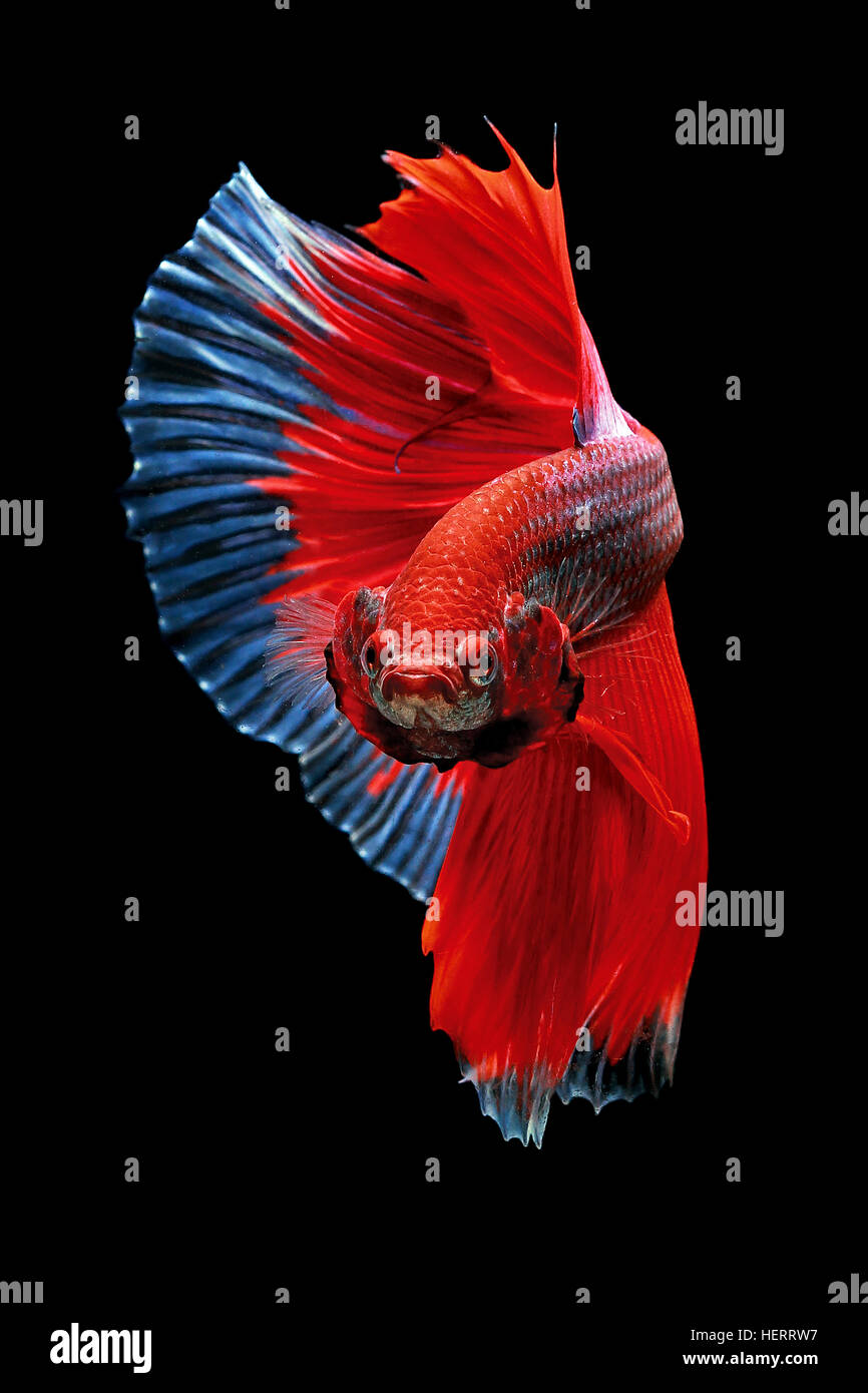 Portrait of a betta fish, Indonesia Stock Photo - Alamy