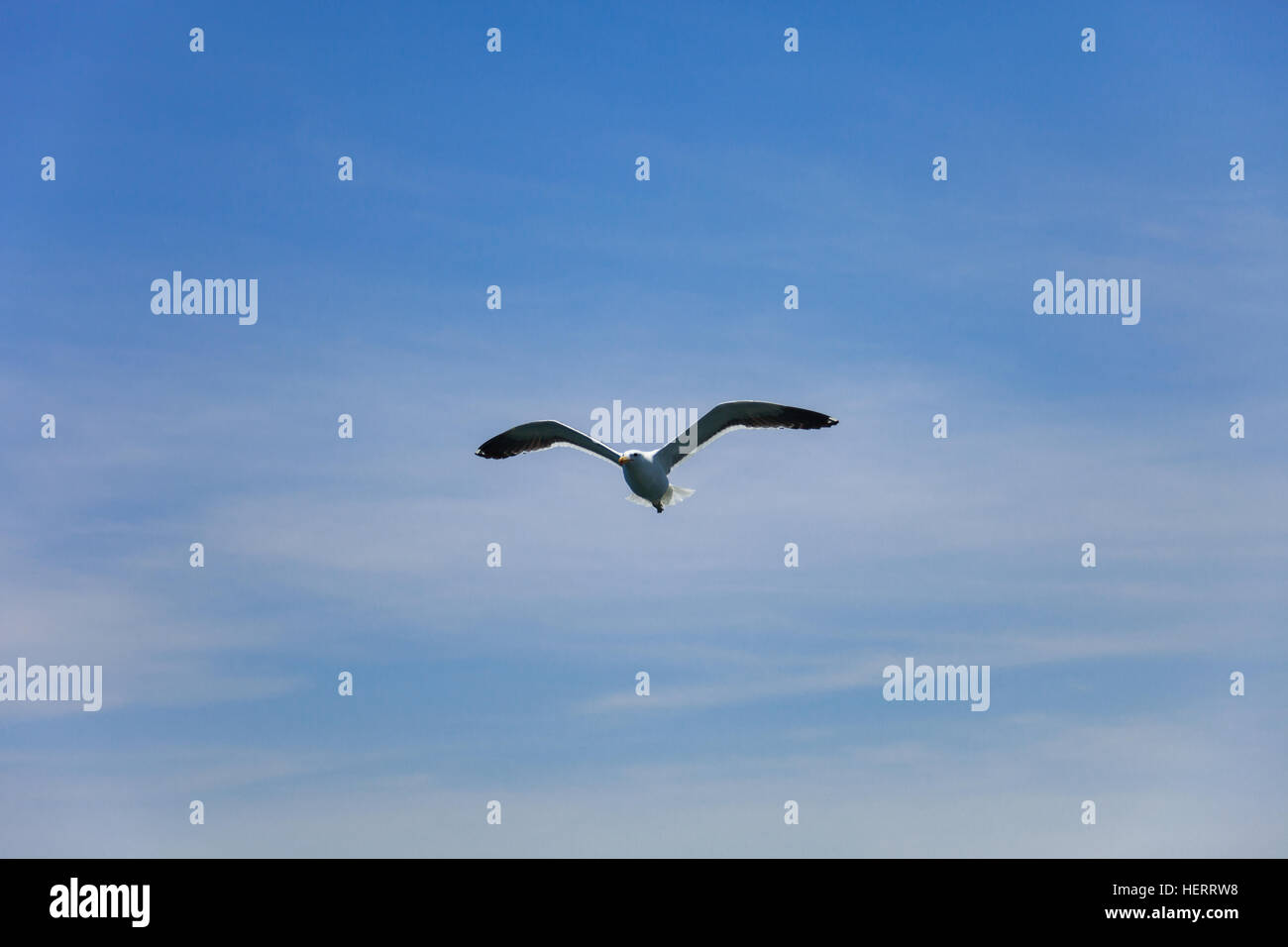 seagulls flying high in the blue air, waving their wings over the ...