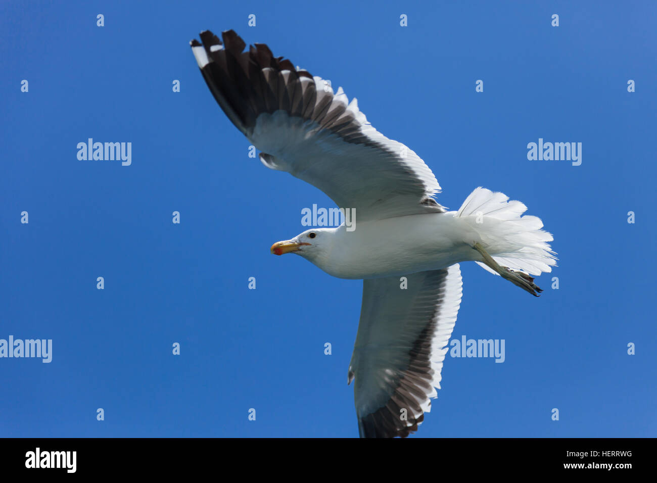 seagulls flying high in the blue air, waving their wings over the ...