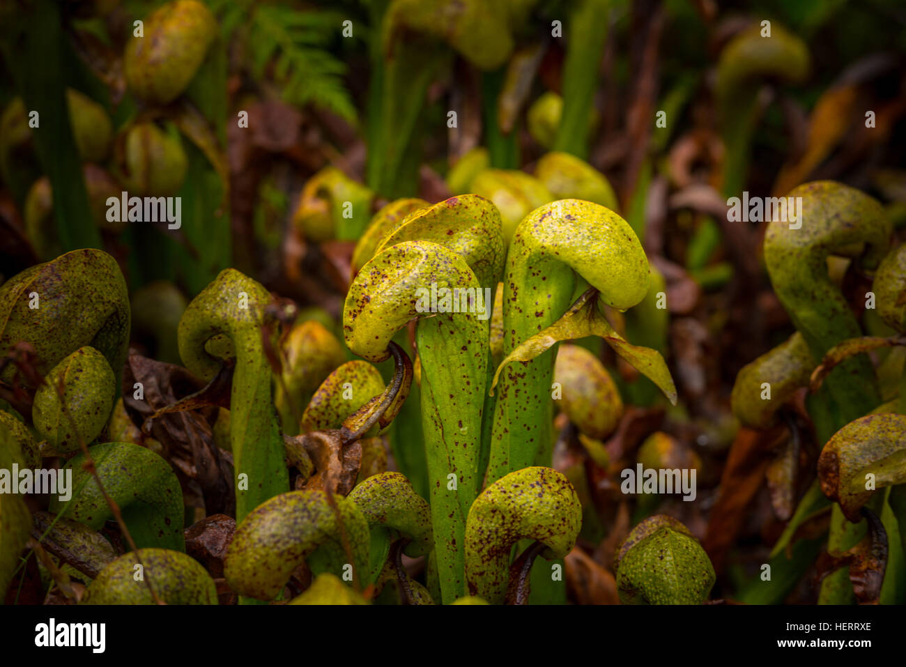 Cobra lilly hi-res stock photography and images - Alamy