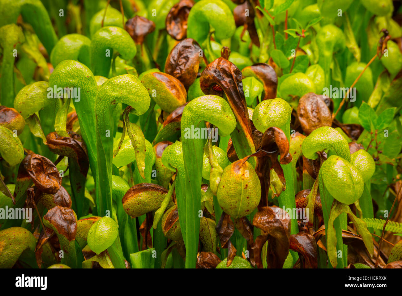 Cobra lily (darlingtonia californica) hi-res stock photography and ...