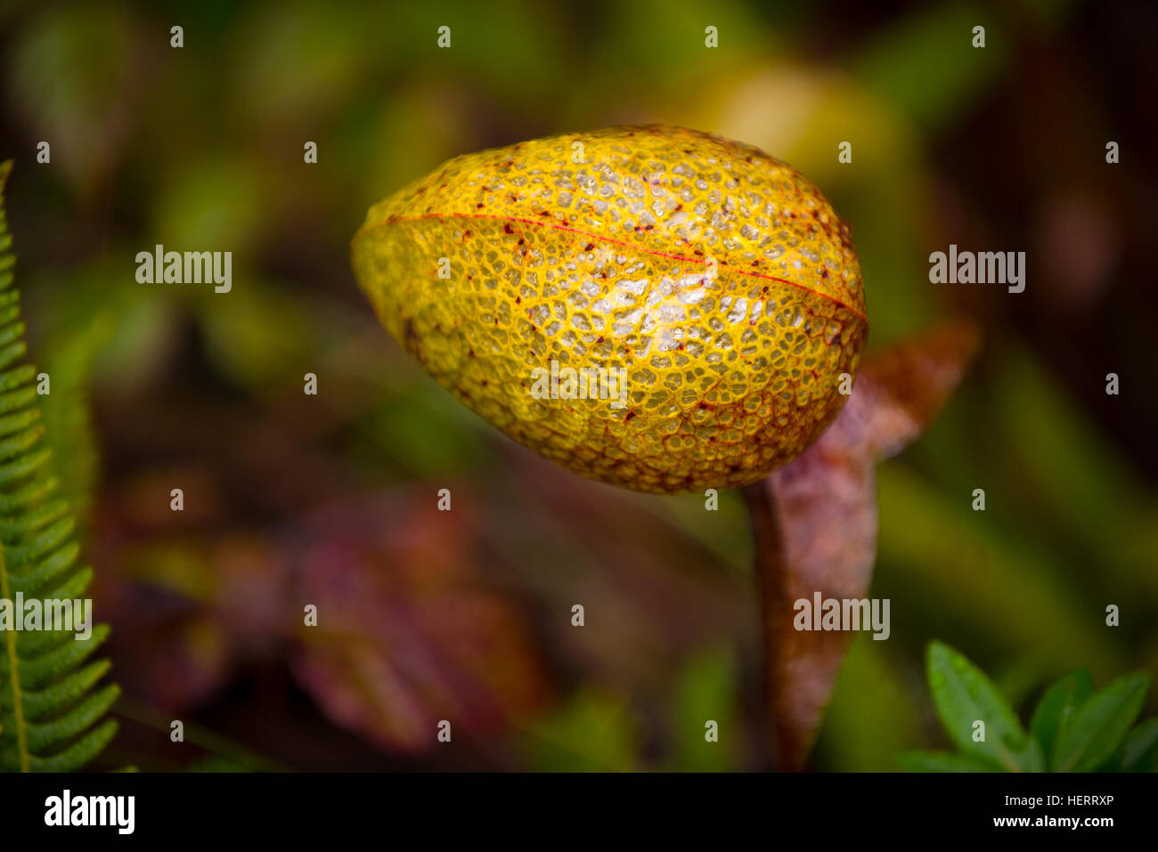 Darlingtonia californica flower hi-res stock photography and images - Alamy
