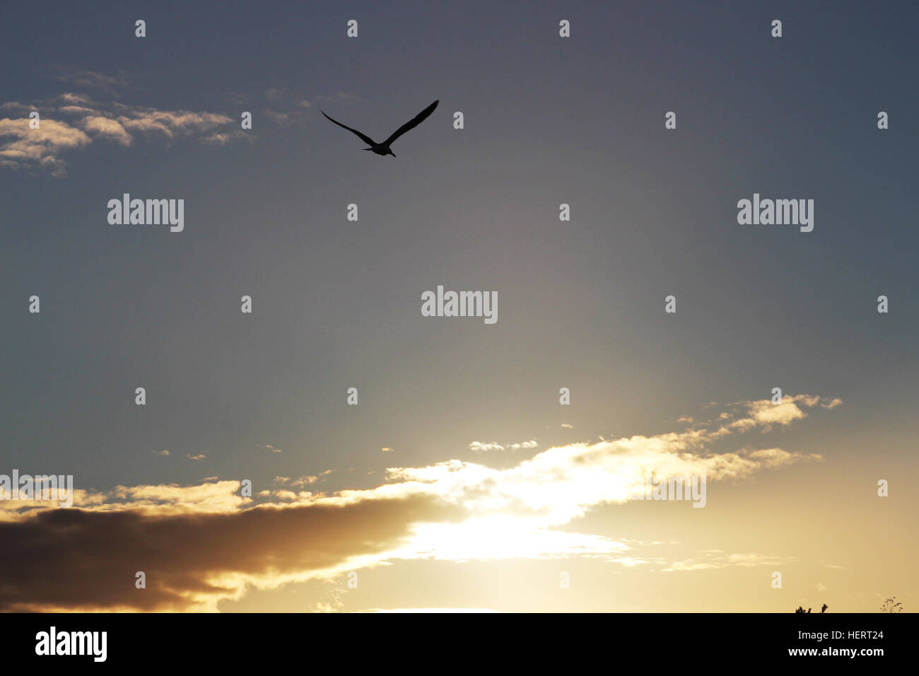 Bird flying while sunset Stock Photo - Alamy
