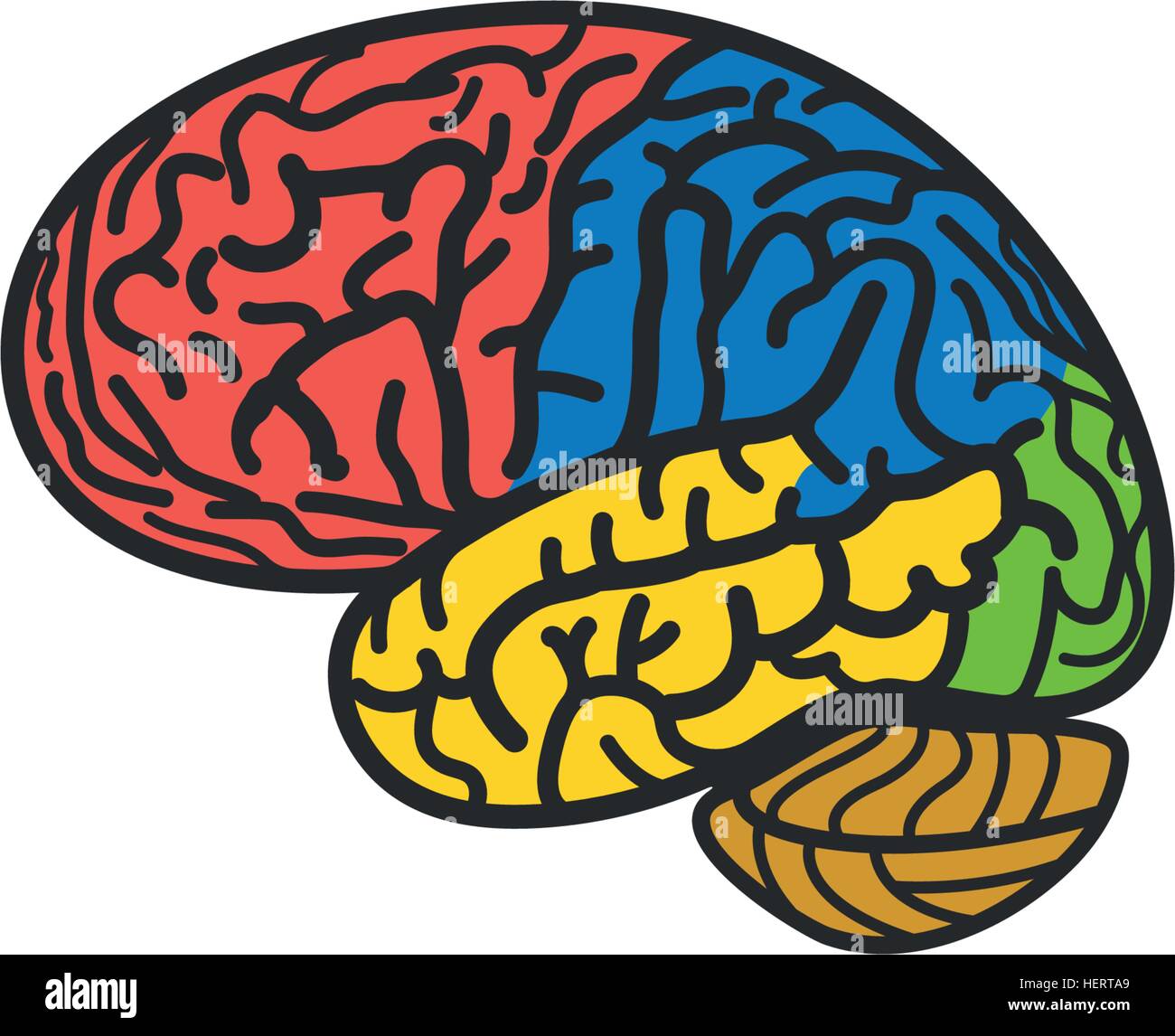 Human brain creative mind Stock Vector Images - Alamy