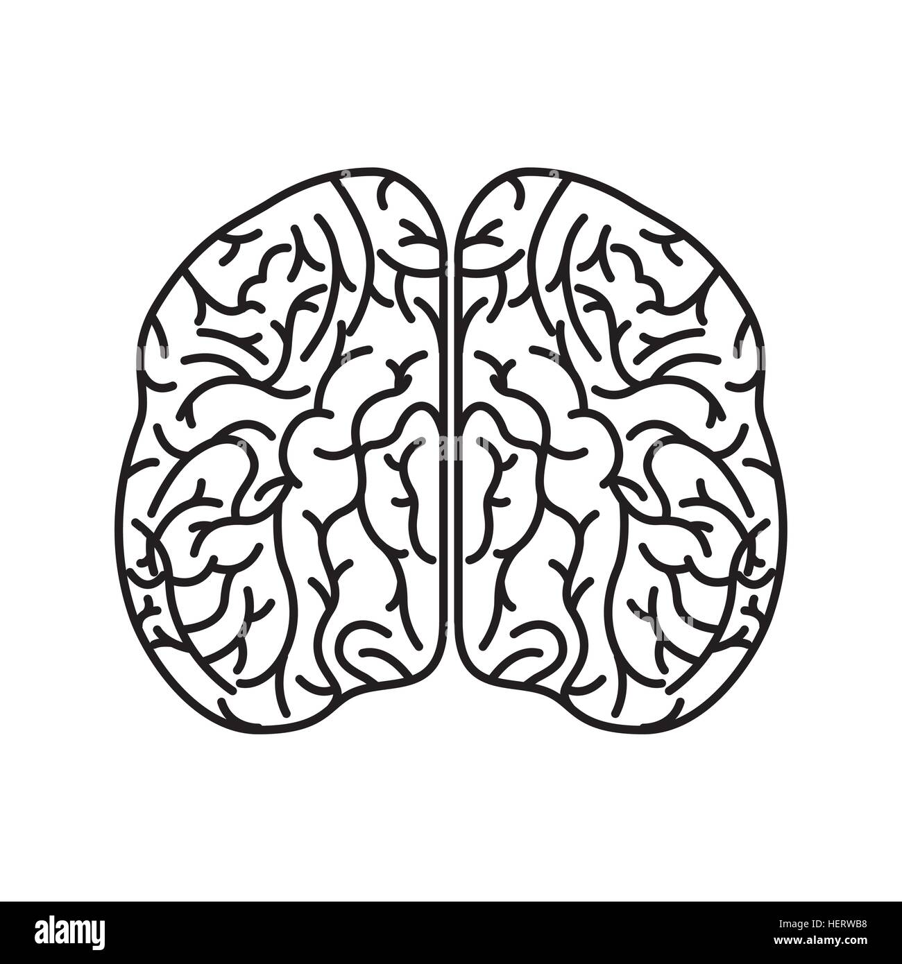 human brain organ icon over white background. vector illustration Stock ...