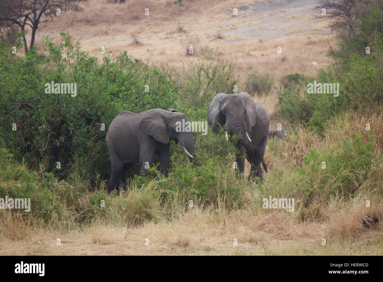 Two African Elephants Stock Photo - Alamy