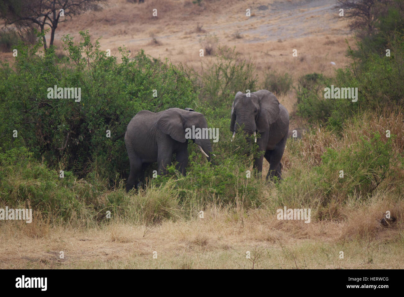 Elephants two hi-res stock photography and images - Alamy