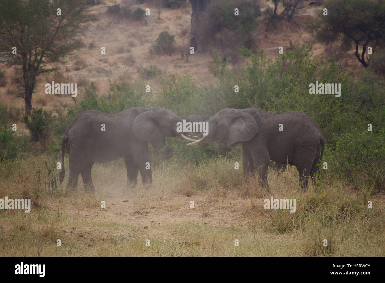 Elephants fighting hi-res stock photography and images - Alamy