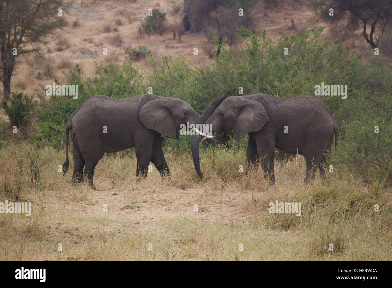 Two Elephants Fighting Stock Photo - Alamy
