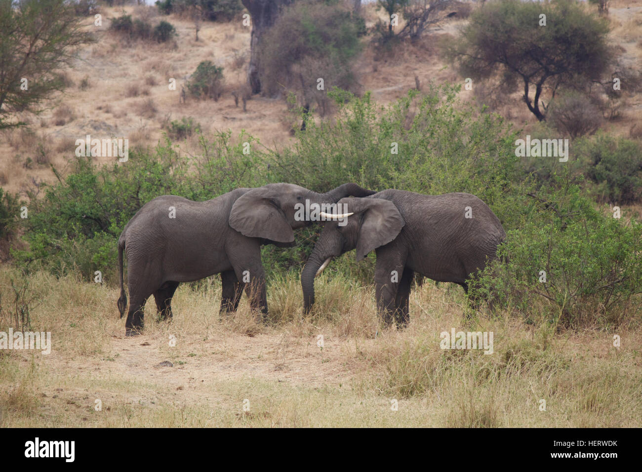 Elephants family playing hi-res stock photography and images - Alamy