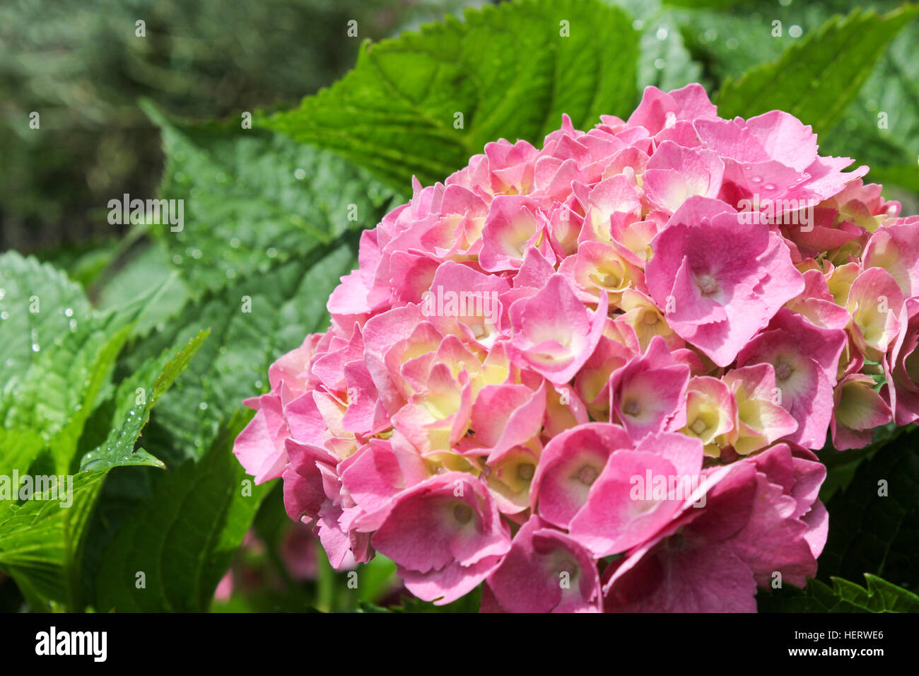 Bushy flower hi-res stock photography and images - Alamy