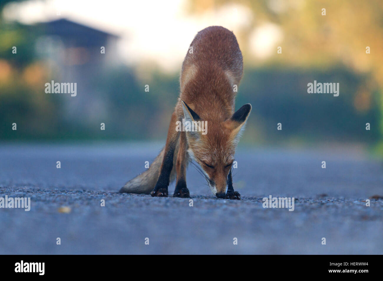 fox sniffing the way it should be Stock Photo - Alamy