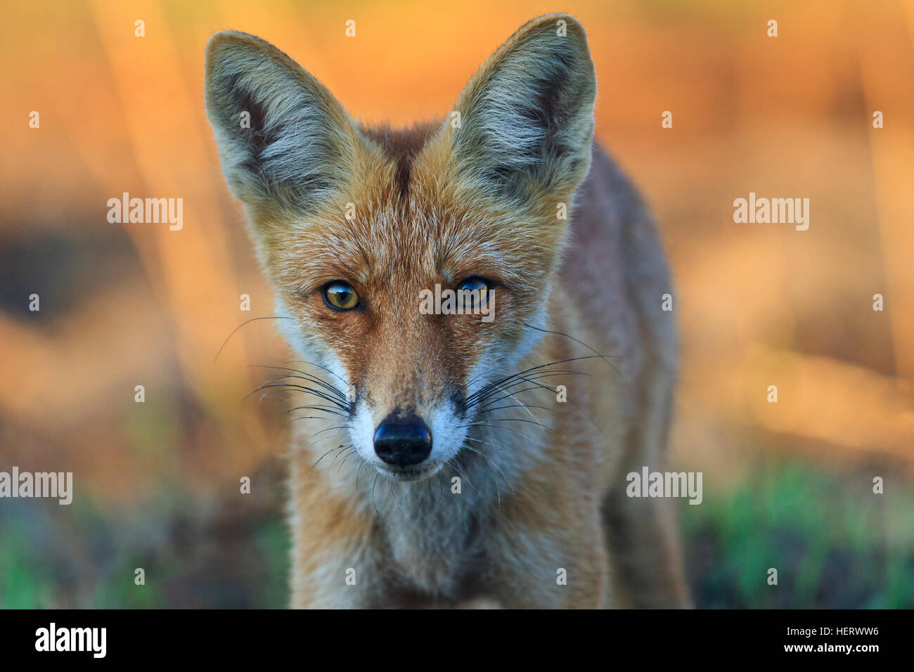 Red fox beautiful animal hi-res stock photography and images - Alamy