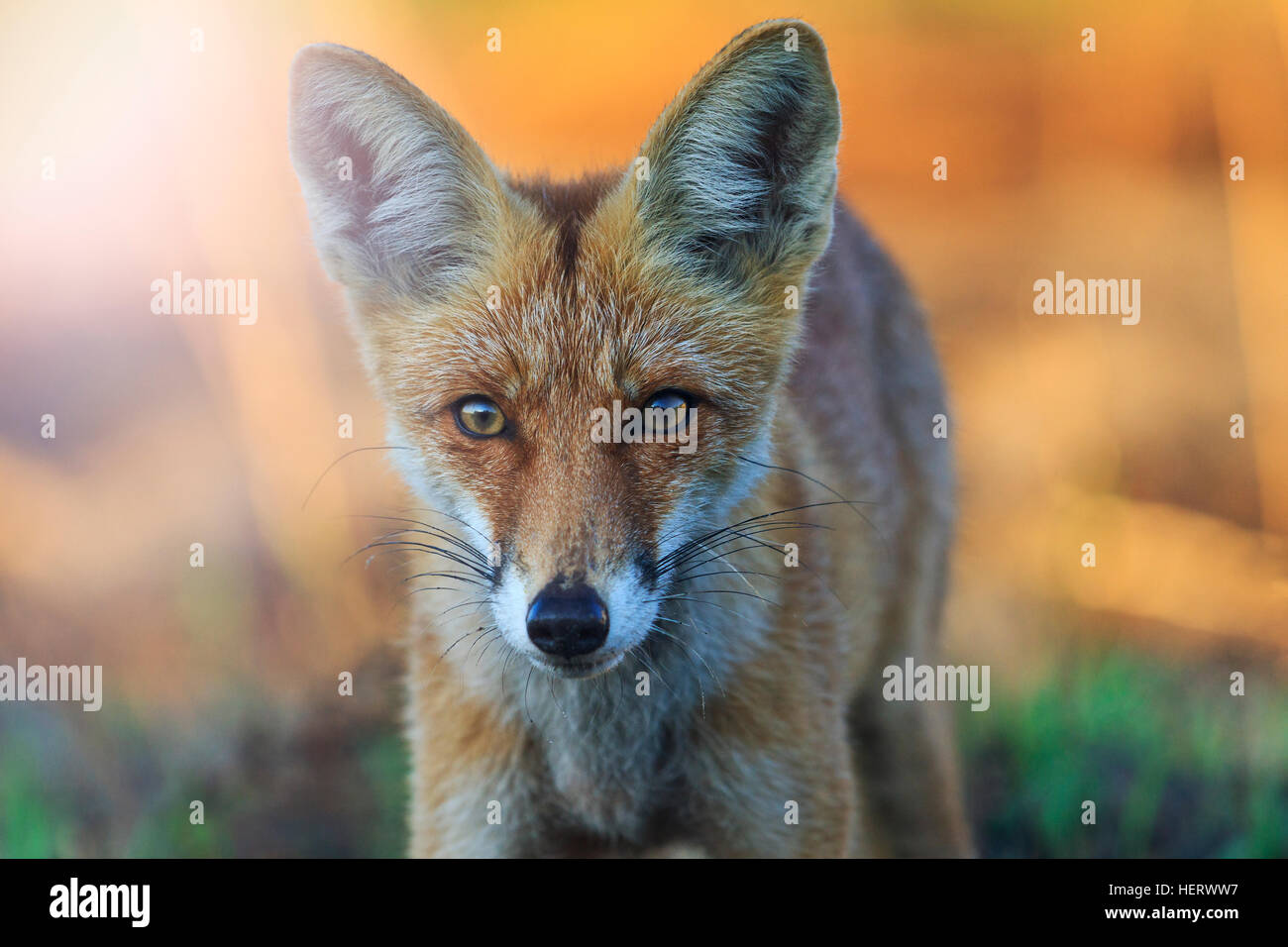 Red fox beautiful animal hi-res stock photography and images - Alamy