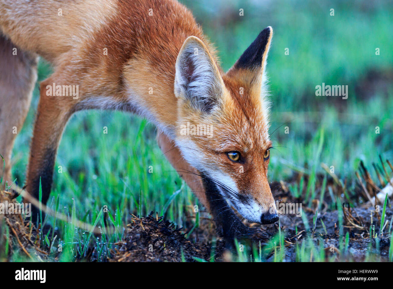 Sniffing fox hi-res stock photography and images - Alamy