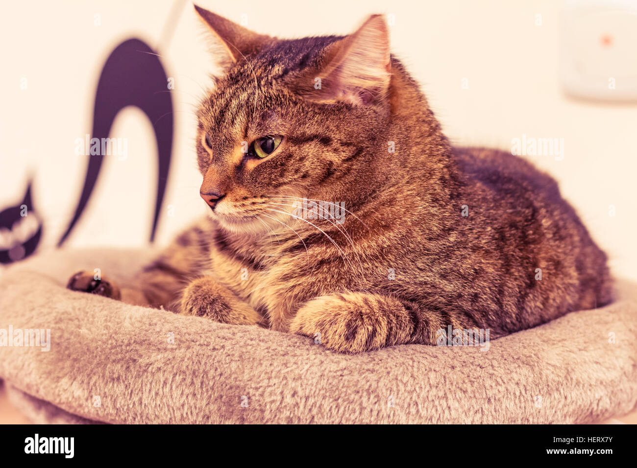 Cat on the top of the scratcher. Beautiful domestic cat lying and ...