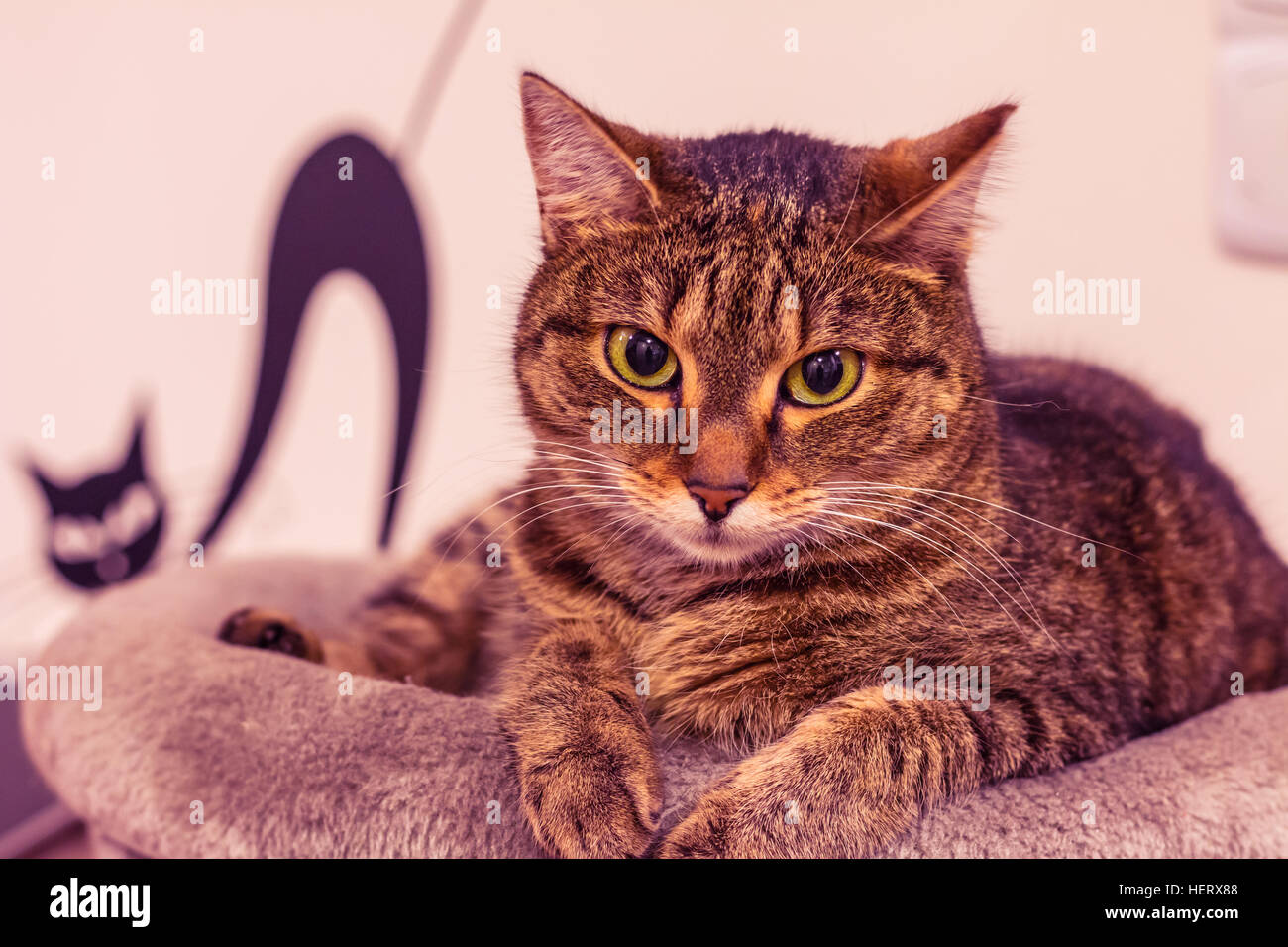 Cat on the top of the scratcher. Beautiful domestic cat lying and ...