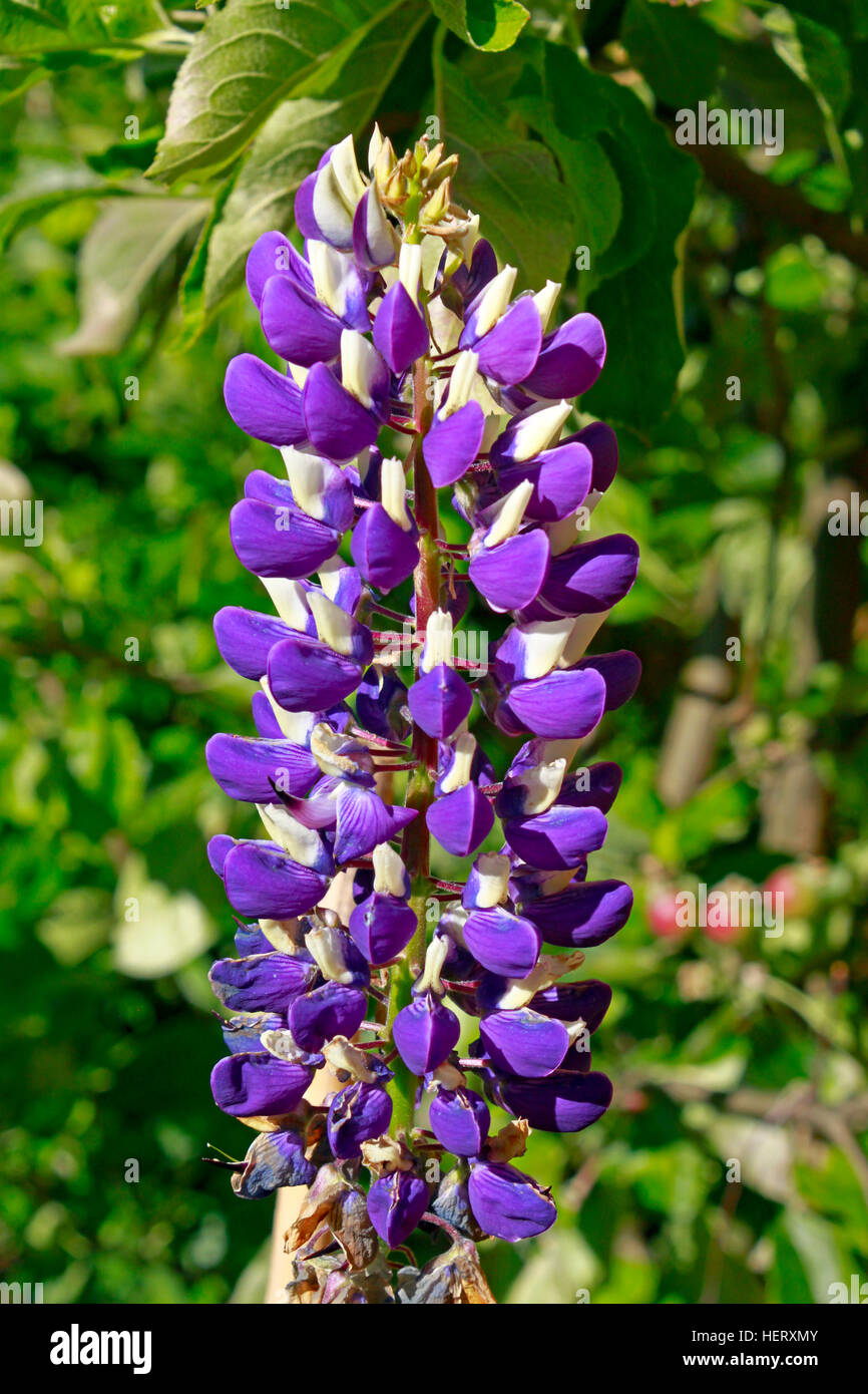 Purple lupin hi-res stock photography and images - Alamy