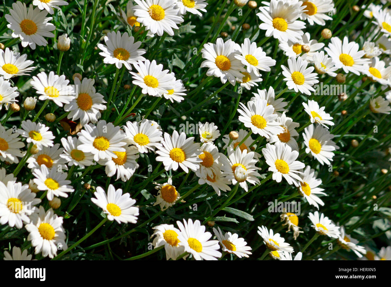Cluster of white Margarite flowers Stock Photo - Alamy