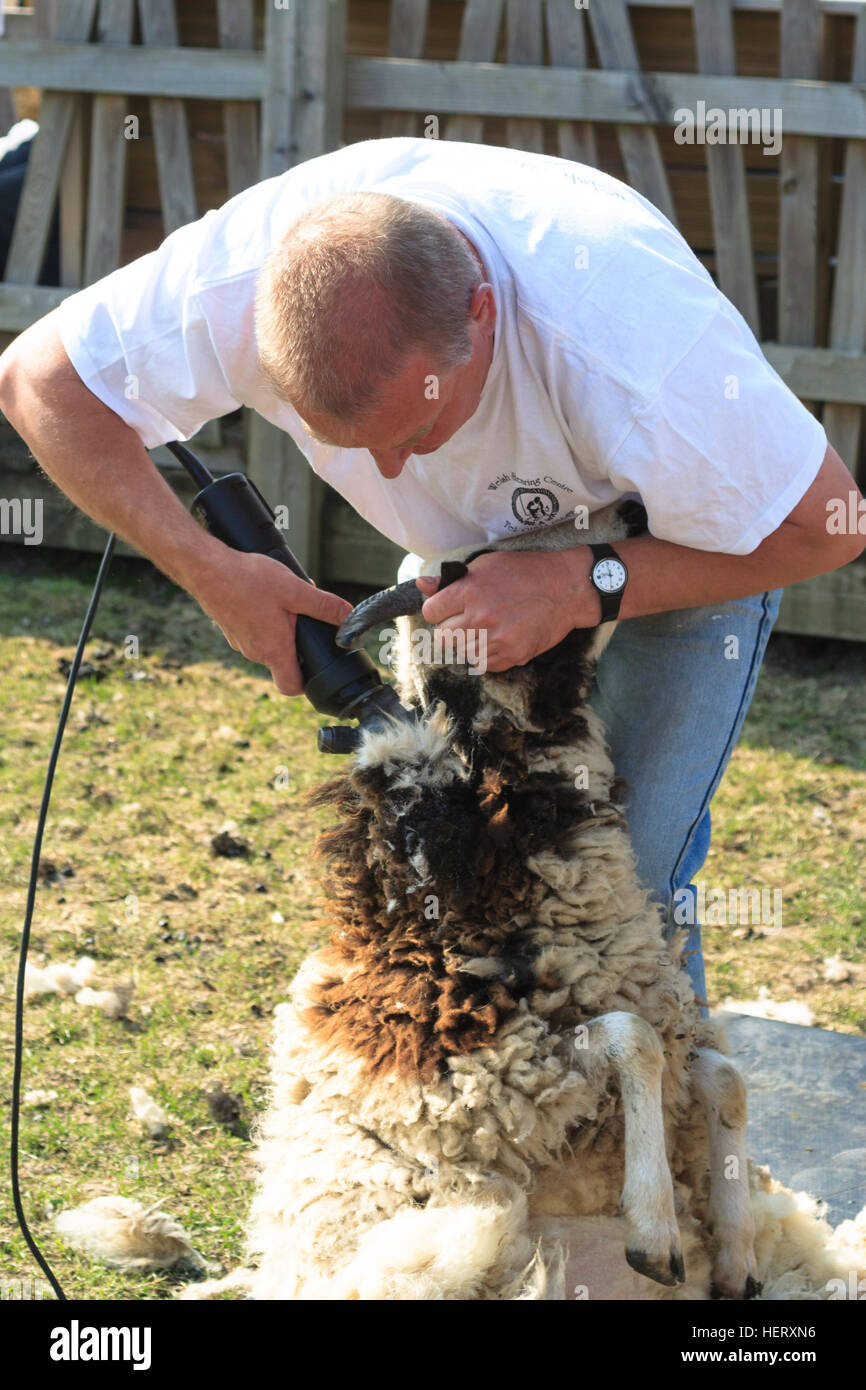 Handling sheep hi-res stock photography and images - Alamy