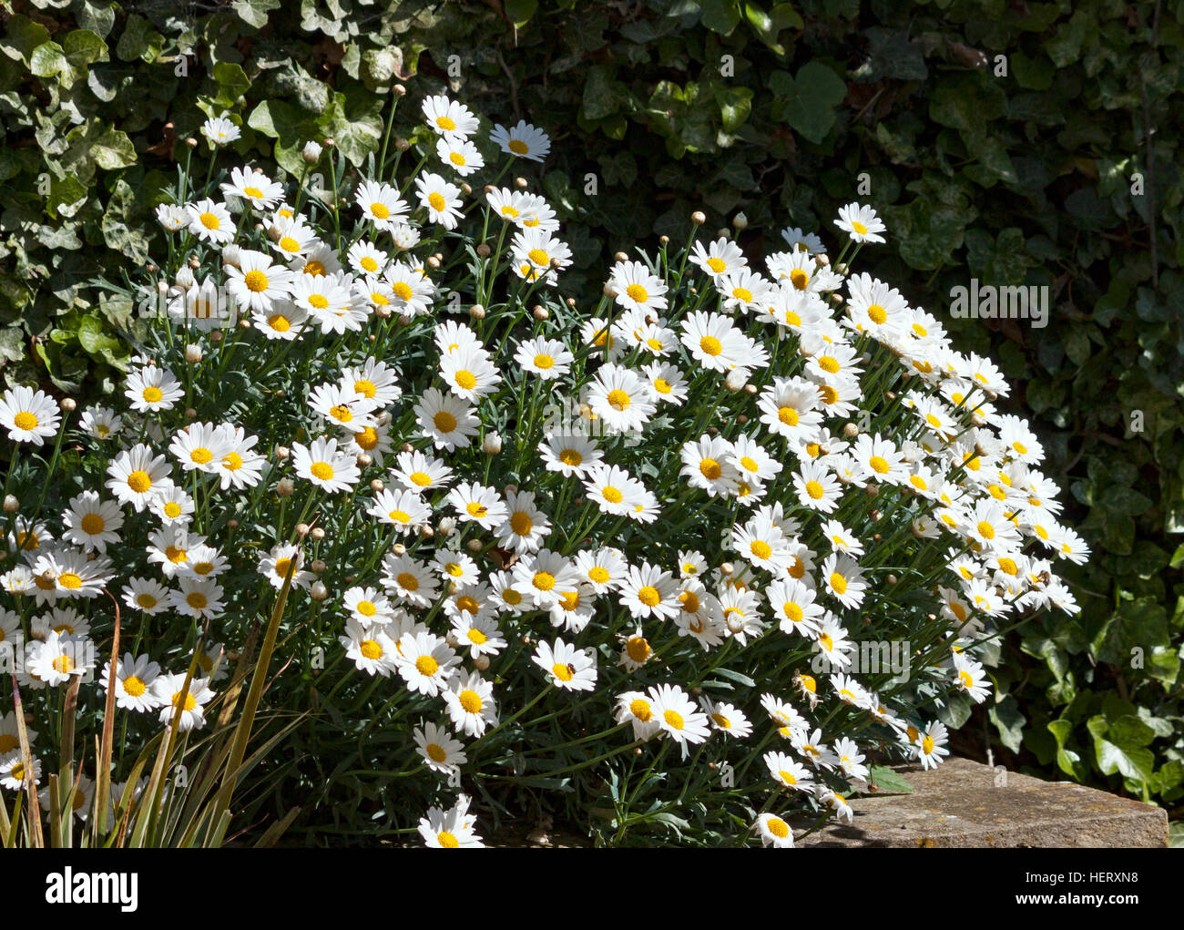 Cluster of white Margarite flowers Stock Photo - Alamy