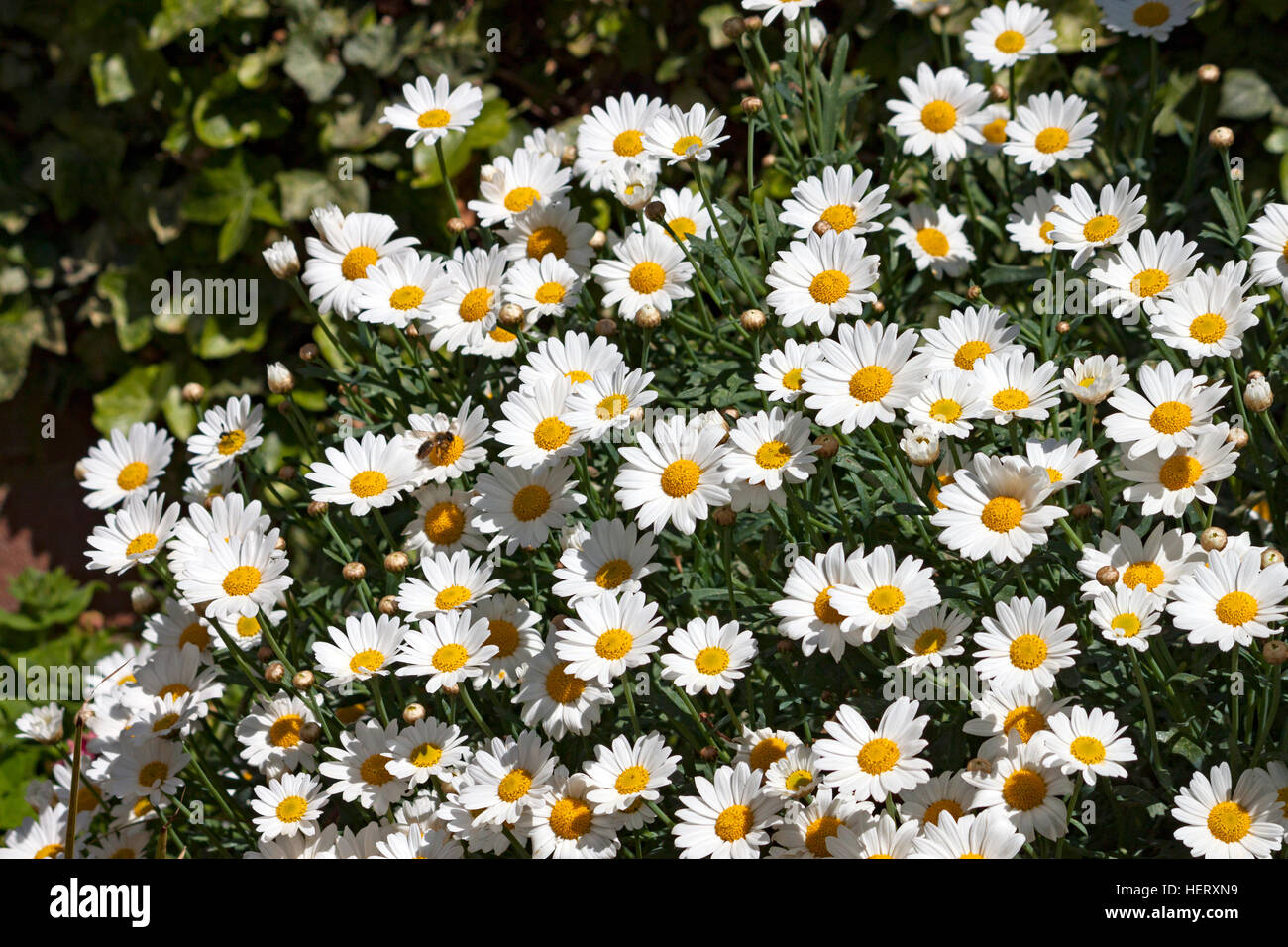 White cluster flowers hi-res stock photography and images - Alamy