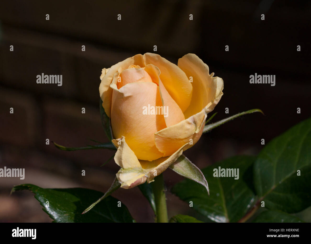 Single Yellow Rose Stock Photos & Single Yellow Rose Stock Images - Alamy