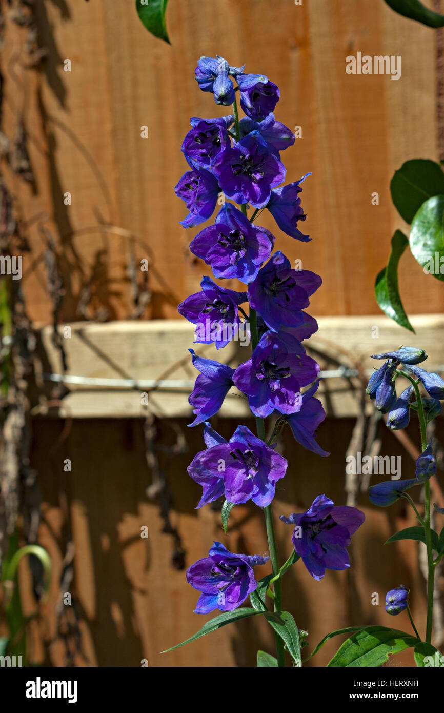 Delphinium close up hi-res stock photography and images - Alamy