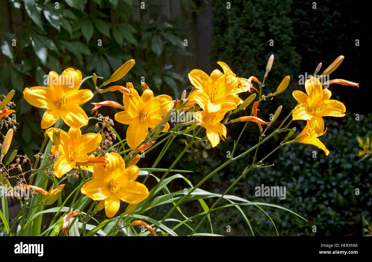 Cluster lily hi-res stock photography and images - Alamy