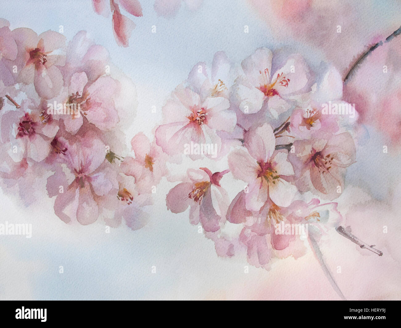 sakura flower watercolor spring Stock Photo - Alamy