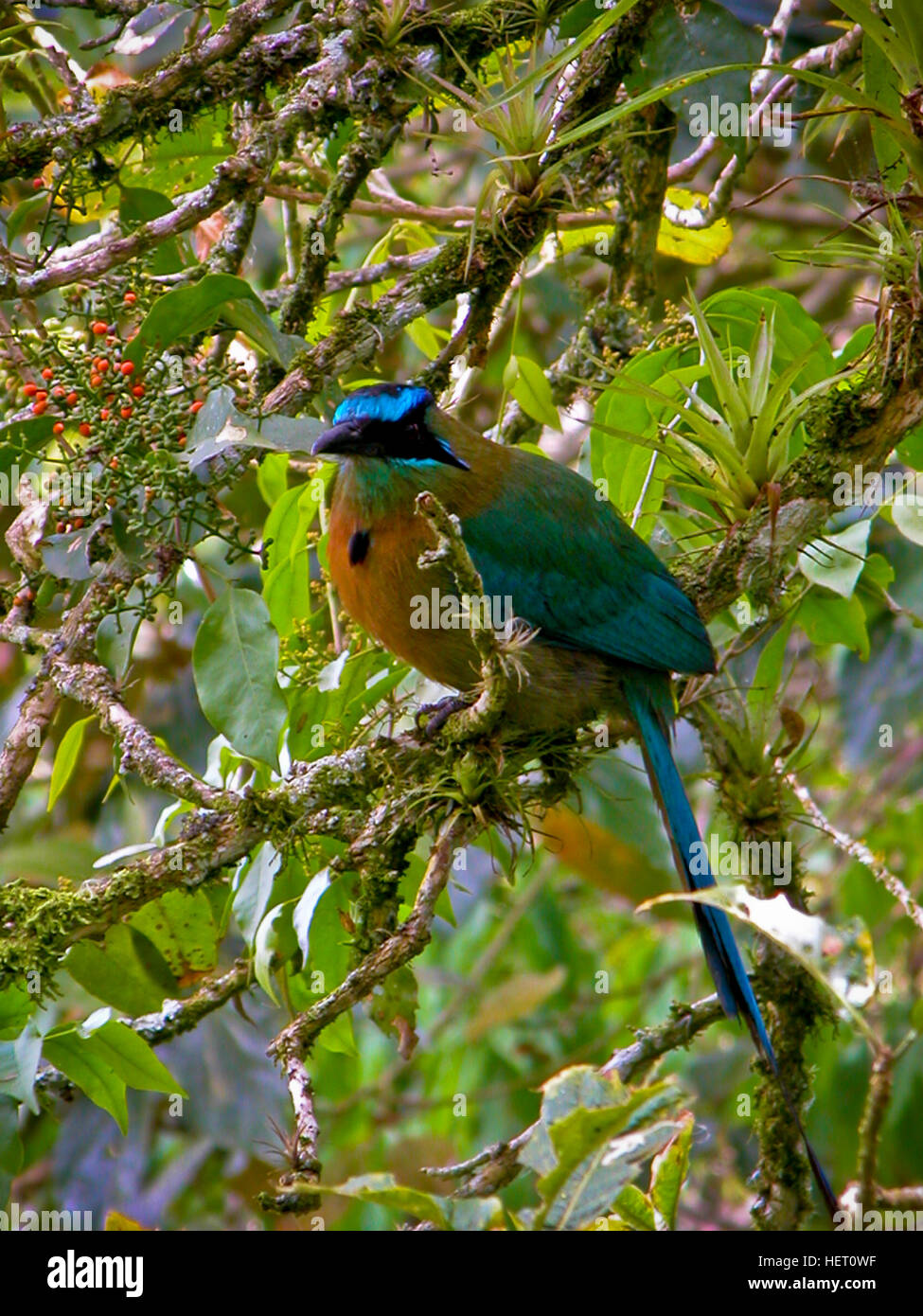 Colorful Bird in Costa Rica Stock Photo - Alamy