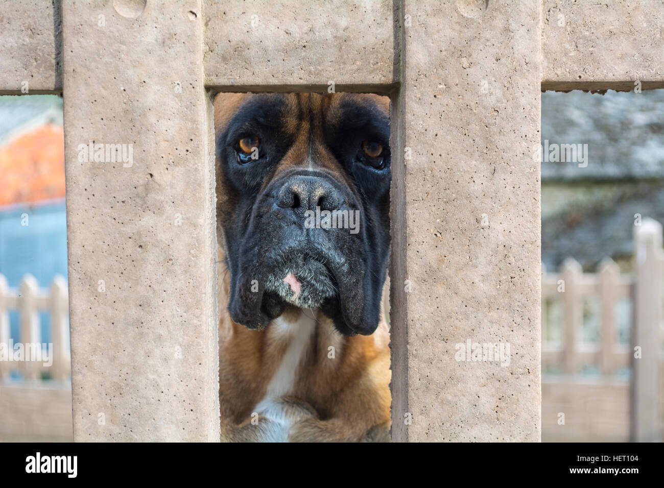 Boxer dog breed looking through the hole in a wall Stock Photo - Alamy