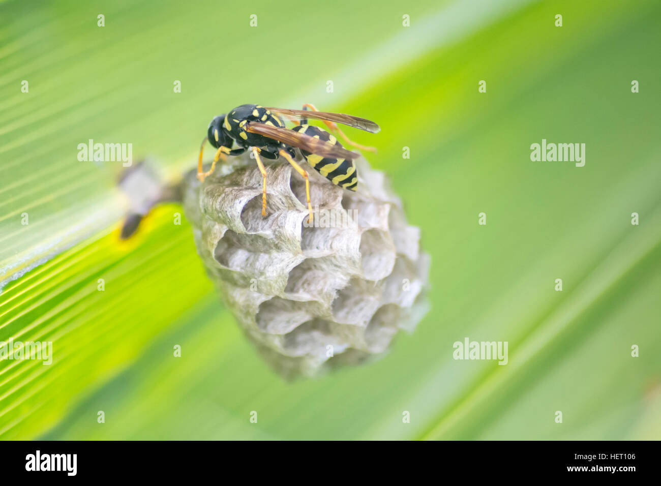 Wasp building a nest in a palm leaf Stock Photo - Alamy