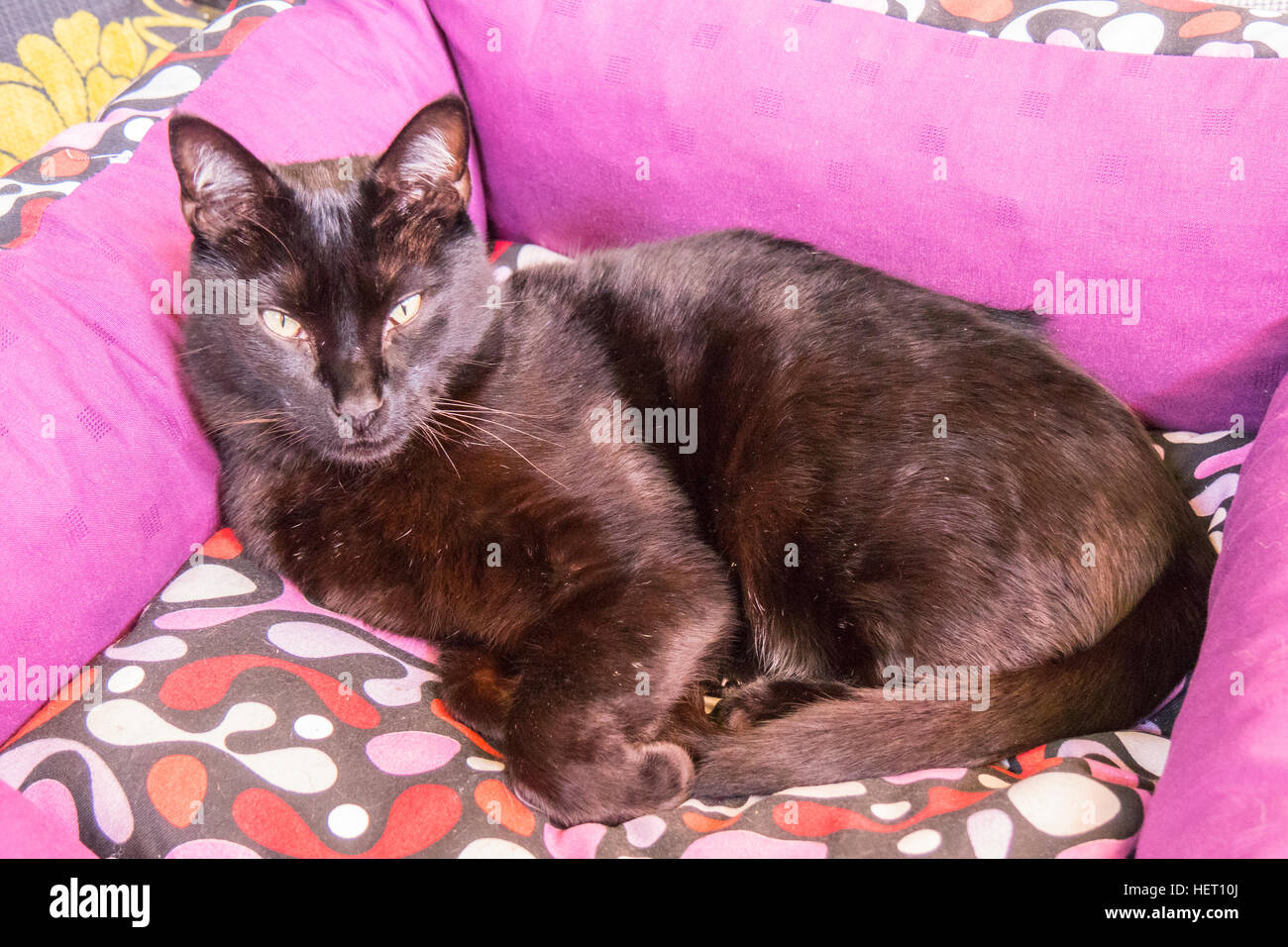 Black cat peering Stock Photo - Alamy