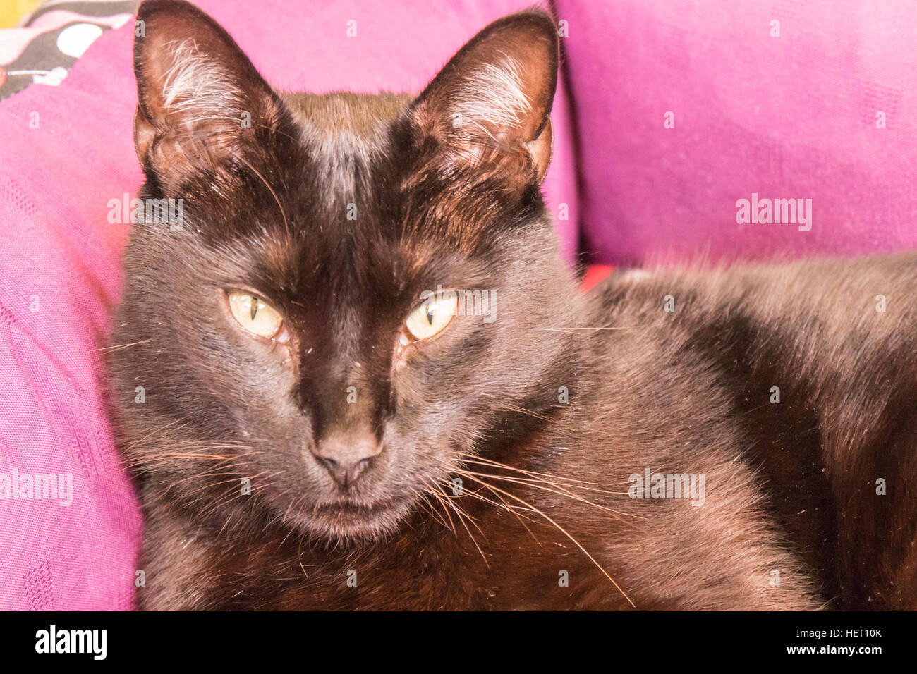 Black cat peering Stock Photo - Alamy