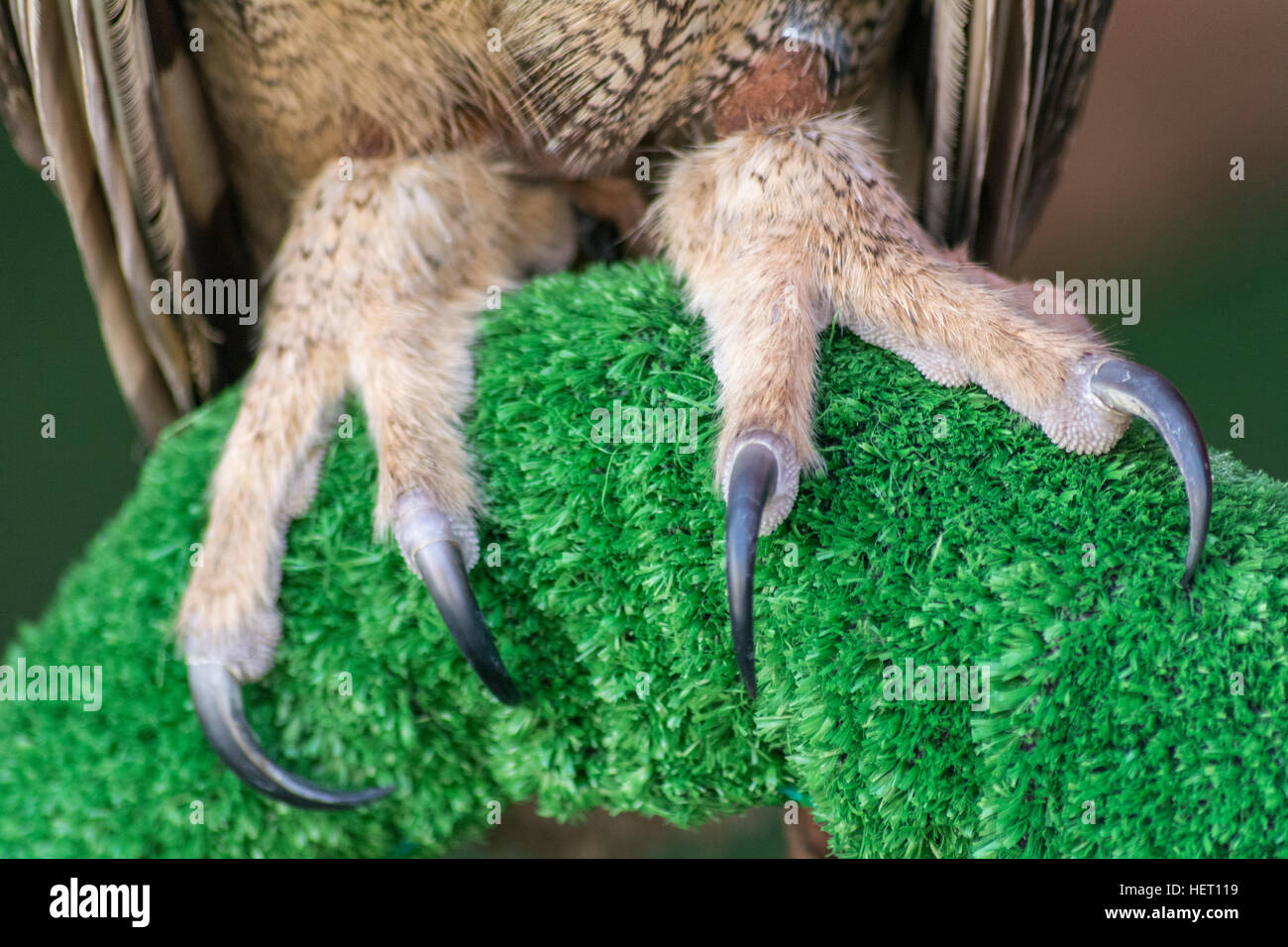 The Eurasian eagle-owl claws(Bubo bubo), species of eagle-owl resident ...