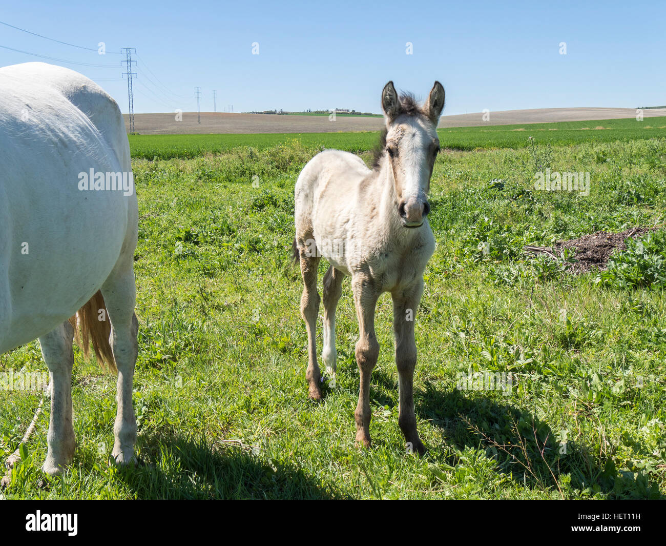 Free foal in the field Stock Photo - Alamy