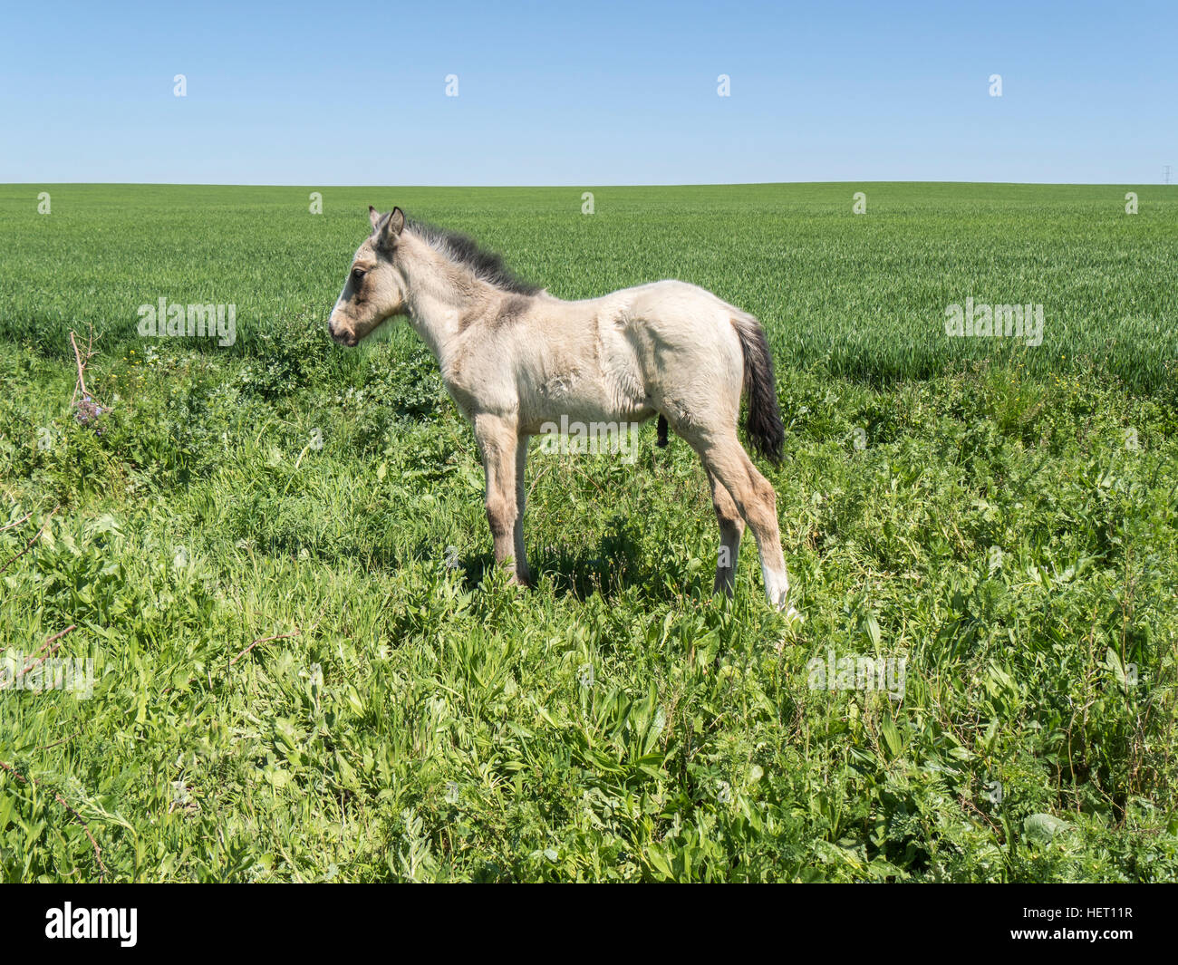 Free foal in the field Stock Photo - Alamy