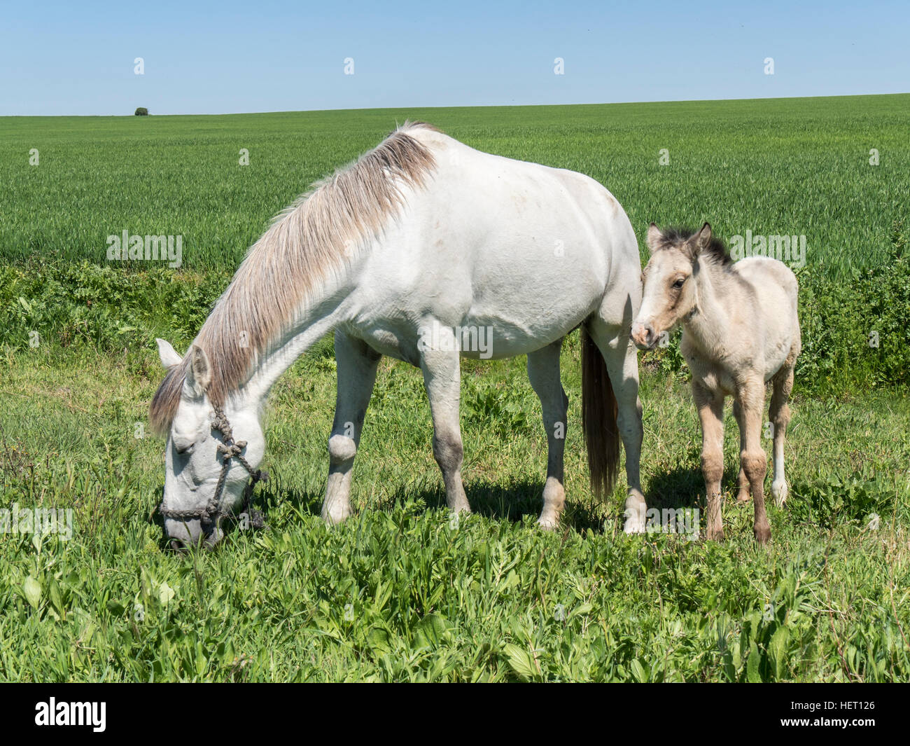 Mare with her foal in the field Stock Photo - Alamy