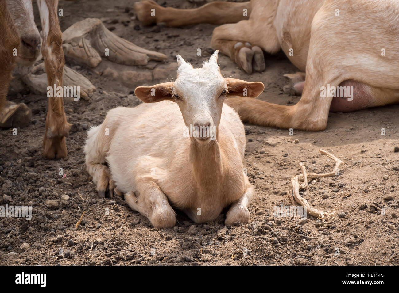 Goats lying resting Stock Photo - Alamy