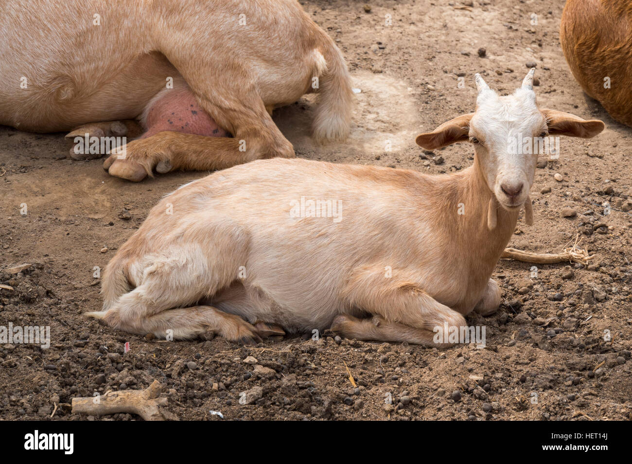 Goats lying resting Stock Photo - Alamy