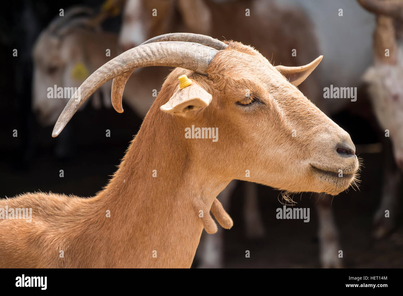 Brown goat in the farm Stock Photo - Alamy