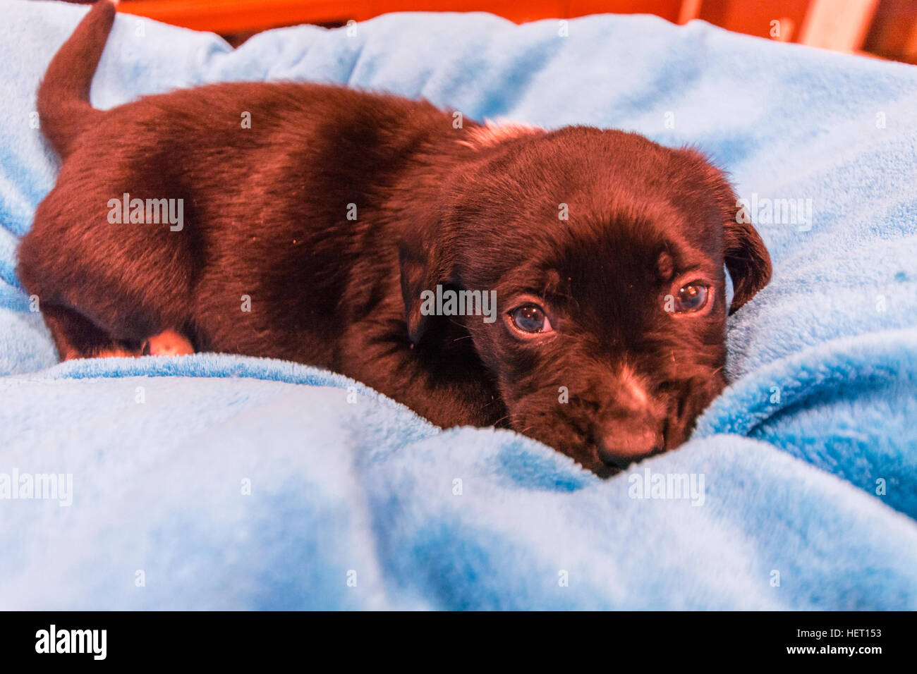 Labrador retriever puppy on blue blanket Stock Photo - Alamy