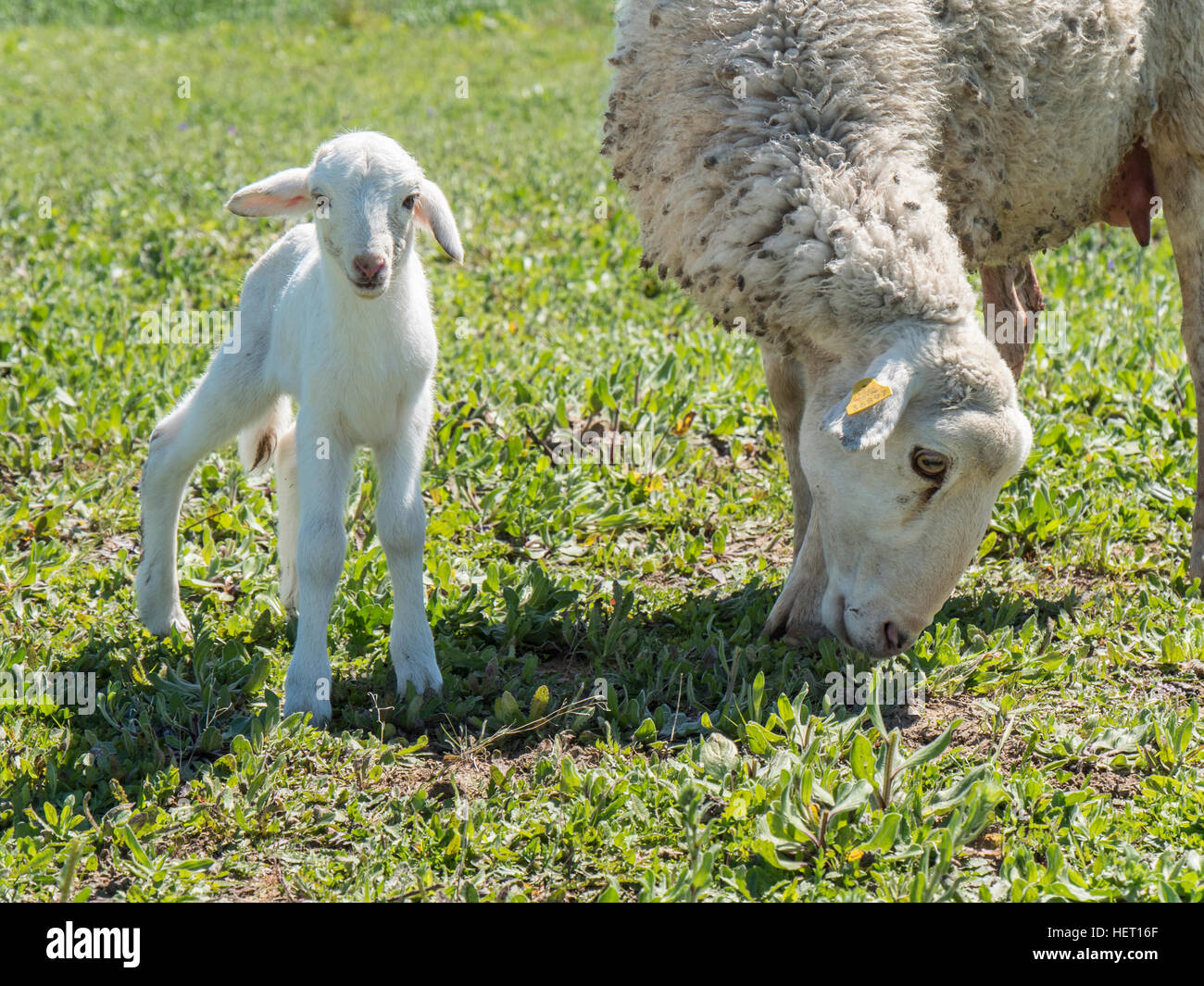 Newborn lamb with his mother in a meadow Stock Photo - Alamy