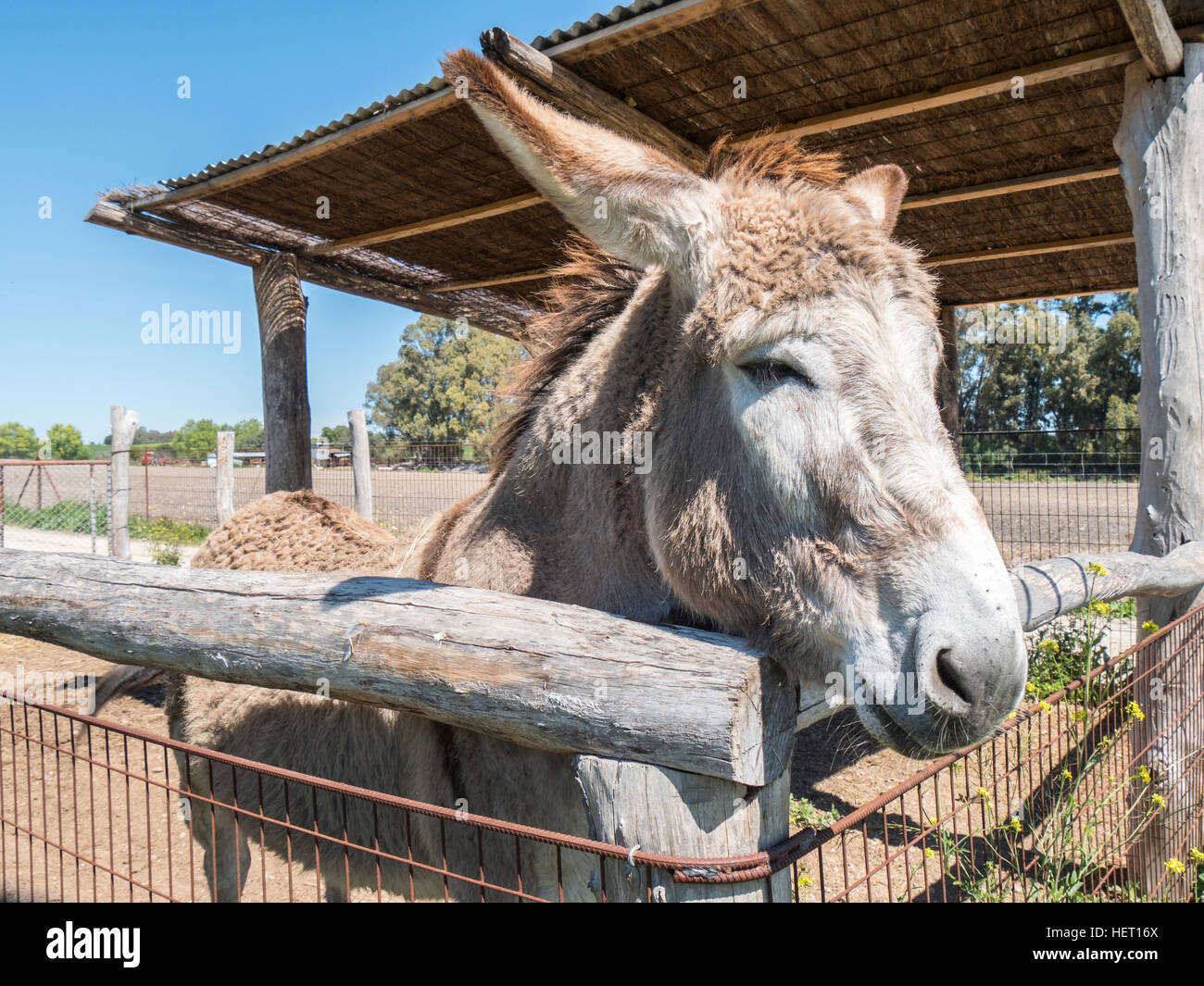 Donkey on a farm Stock Photo - Alamy