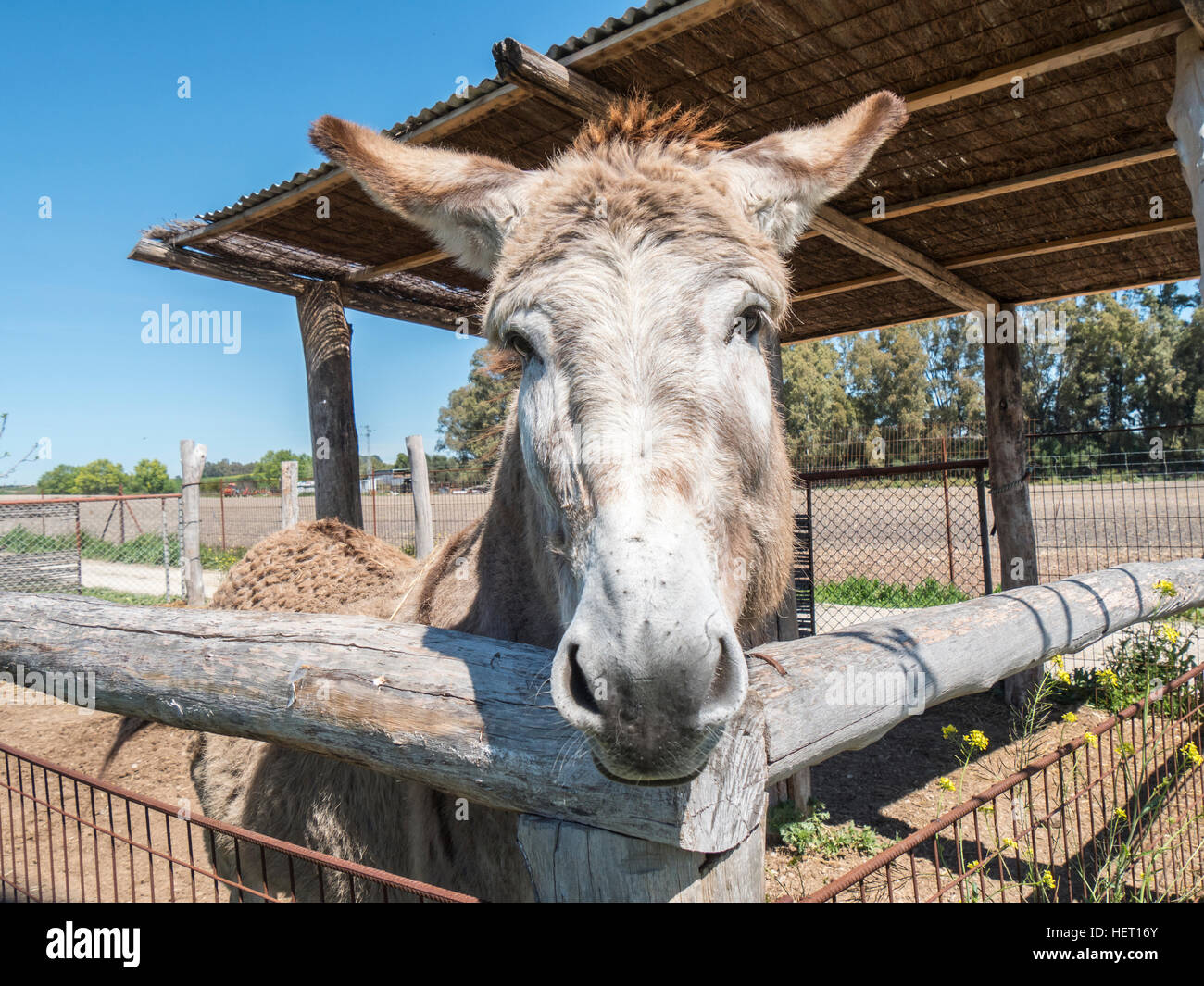 Donkey on a farm Stock Photo - Alamy